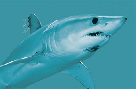 Mako Shark Wild For Life