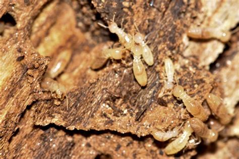 Everything You Need To Know About The Termites In Springfield Va