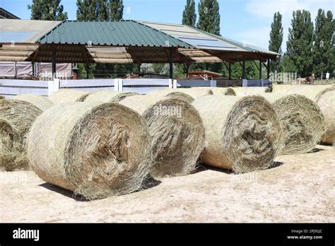 Bale Of Strawrolls Stacked Straw Bales In An Animal Farm Farmyard