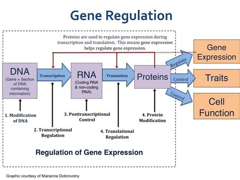 Ppt Gene Expression And Cell Differentiation Powerpoint Presentation