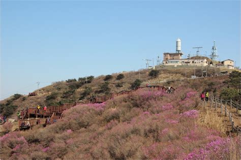 청송회 강화 고려산 진달래산행 2부 2014 4 6