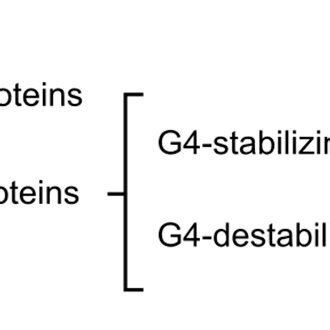 Classification of G4BPs. Categorization of G4BPs is based on the ...