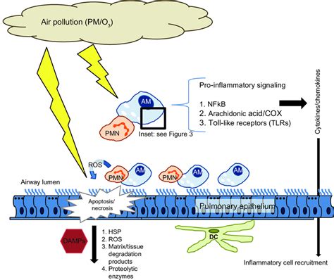 Pulmonary Response To Air Pollution Notes Toll Like Receptor