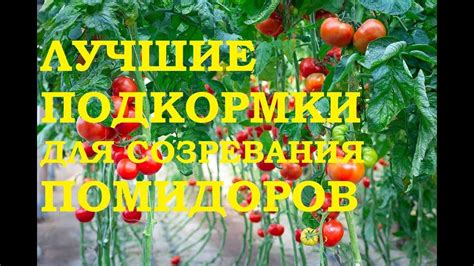 Лучшие подкормки для созревания помидоров - YouTube