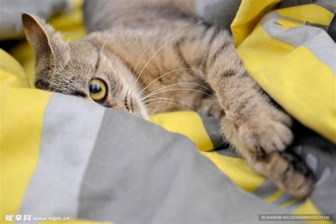 猫摄影图家禽家畜生物世界摄影图库昵图网