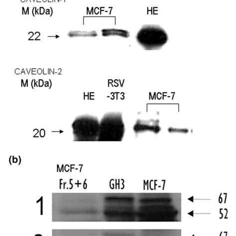 Identification Of Membrane Estrogen Receptor Mer In Caveolae By