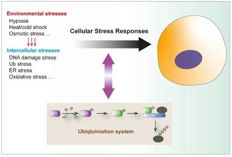 科技前沿Protein Cell 综述 胡荣贵团队系统阐述泛素化系统调控细胞应激反应 澎湃号政务 澎湃新闻 The Paper