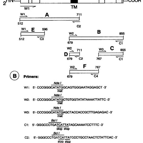 Schematic Representation Of The Hiv 1 Transmembrane Protein Gp41 And