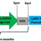 Schematic Diagram Representing Recombinant Binary Construct Pre ShRNA Download Scientific