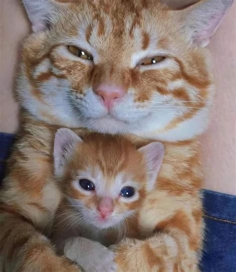 Besoin Dun Truc Mignon Voici Les Cute News