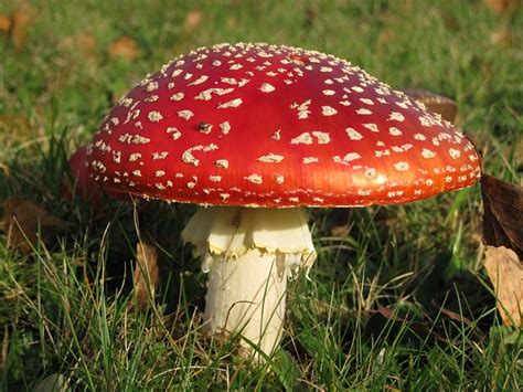 超过 1 张关于Redcap和蘑菇的免费图片 Pixabay