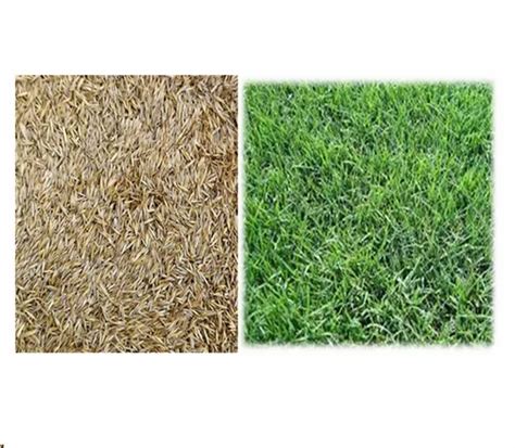 Natural Bermuda Lawn Grass Seeds For Fodder Packaging Type Pack At