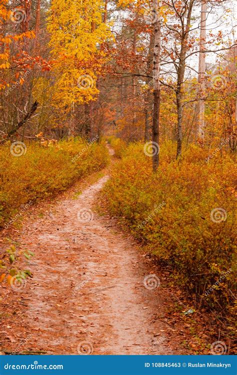 Autumn Beautiful Forest With A Path Covered With Leafs Stock Image Image Of Landscape Branch