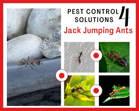 Jack Jumper Ants Sydneys Best Pest Control