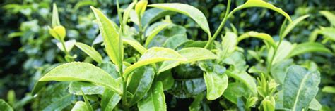 武夷山喝喝有茗茶业有限公司 武夷山喝喝有茗茶业公司 武夷山喝喝有茗茶业 喝喝有茗茶业官网 武夷山喝喝有茗茶业有限公司