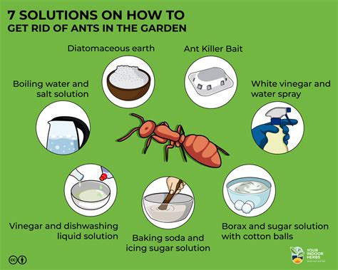 Does Roundup Kill Ants How To Get Rid Of Ants In The Garden 7 Ways