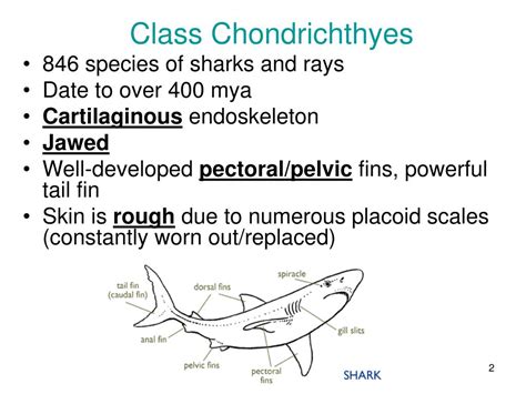 Ppt Class Chondrichthyes Powerpoint Presentation Free Download Id