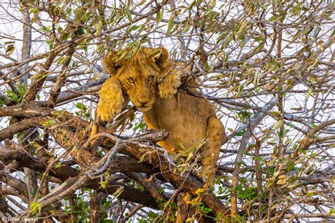 Katavi Lion Cub In Branches Katavi National Park Tanzania Steve