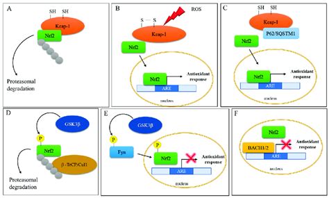 Schematic Representation Of Nrf2 Activation A Under Basal
