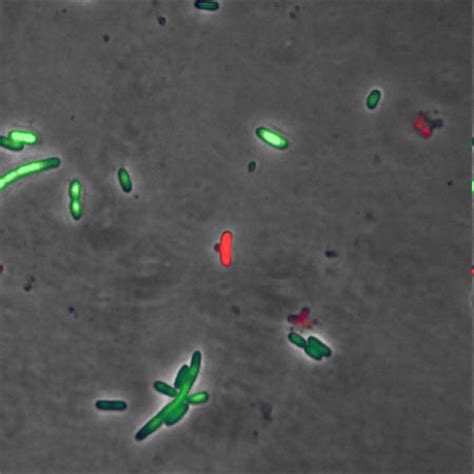 Liefern Zeta Toxine und UNAG P Ideen für Antibiotika Entwicklung