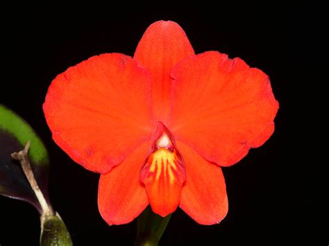 Sophronitis Coccinea Gigi X Sophrontis Coccinea — Ecuagenera