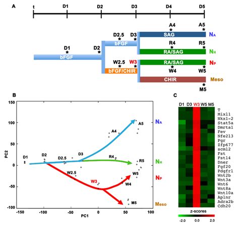 Induction Of A Distinct Transcriptional Programme In Neuromesodermal