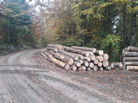 Premium Photo Stack Of Logs In Forest