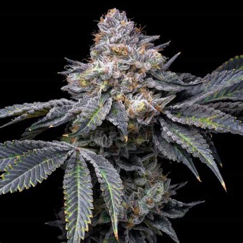 Permanent Marker Strain Premium Hybrid Seeds For Creativity