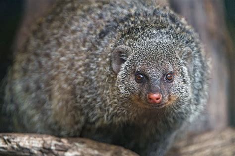 definitive guide to banded mongoose facts habitat conservation status