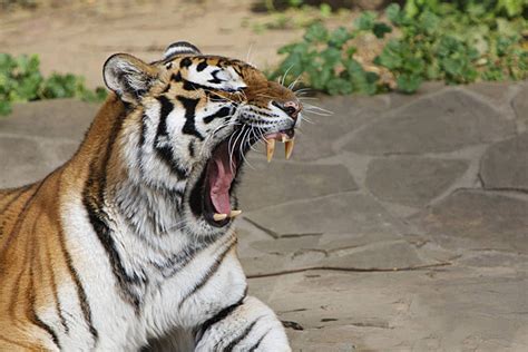Bengal Tiger Cat Fur Indian Photo Background And Picture For Free