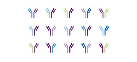 Genentech Bispecific Antibodies How They Are Designed To Work To