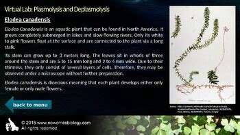 Plasmolysis And Deplasmolysis Virtual Lab By NoWorriesBiology TPT