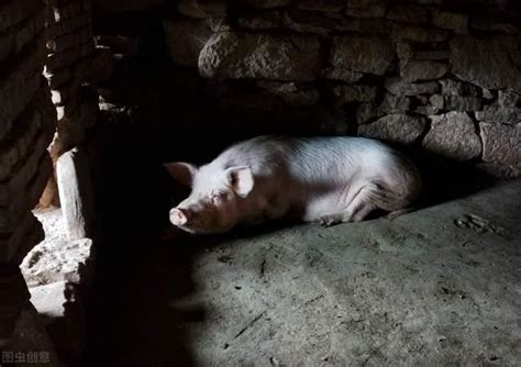生猪2201期货分析日记 20210907 知乎