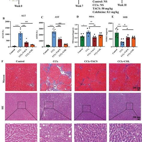 Effects Of Tacs On Liver Fibrosis In Ccl4 Induced Rats A Animal