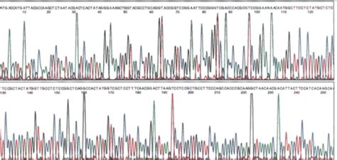 Ch 5 Genetics Genomes And Positional Cloning Flashcards Quizlet