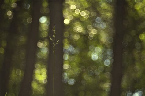 Fondos de pantalla luz de sol Árboles bosque jardín césped rama