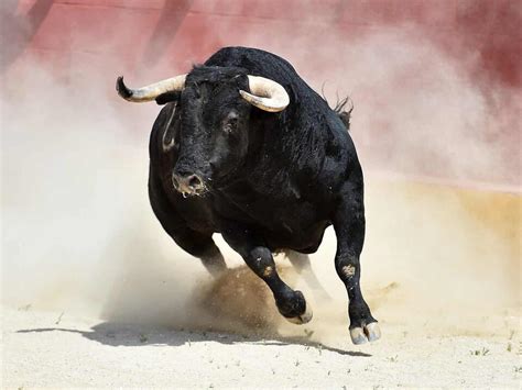 Where Is Bullfighting Still Legal