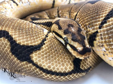 Spider 100 Het Clown Ball Python By Ktaomai Regius Morphmarket Spider 100 Het Clown Ball Python By Ktaomai Regius Morphmarket