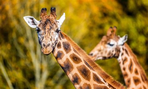 Giraffe Predators These 5 Animals Kill And Eat Giraffes A Z Animals