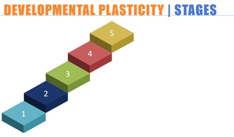 Diagram Of 1 2 Glossary Flashcards On Quizlet Cognitive Development