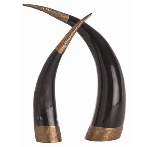 Pair Of Brass Tipped Horns Actual Naturally Shed Polished Asian Horn