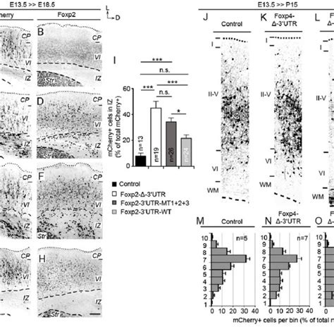 Marco Dal Maschio Professor Physics University Of Padova Padova