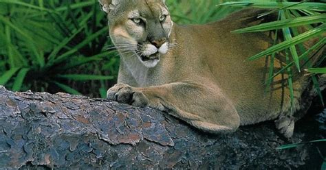 Florida Panther Is Critically Endangered And Must Be Saved From Extinction