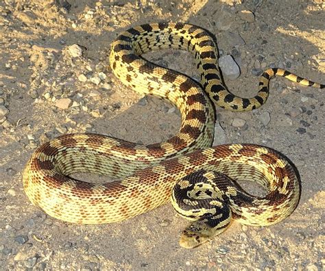 Gopher Snake