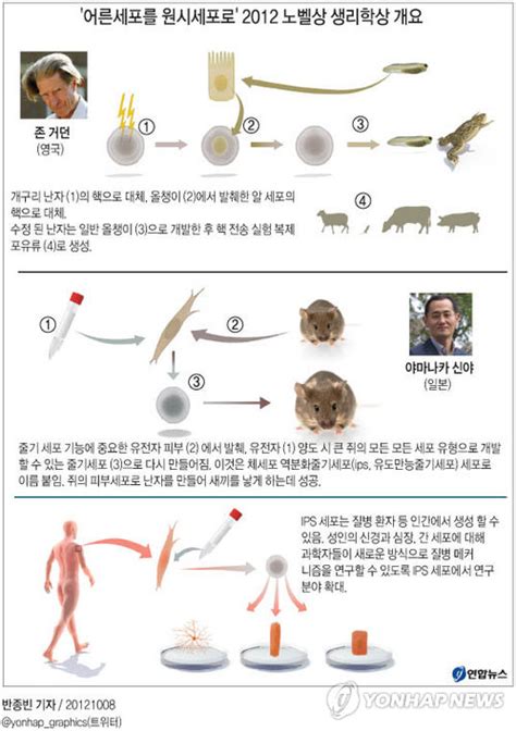 어른세포를 원시세포로 2012 노벨상 생리학상 개요 연합뉴스