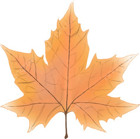 단풍잎 일러스트 잎 이파리 가을 Png 일러스트 및 Psd 이미지 무료 다운로드 Pngtree
