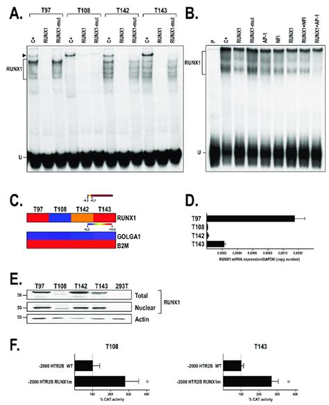 Expression Of Runx1 In The Um Cell Lines A Nuclear Proteins 20 µg