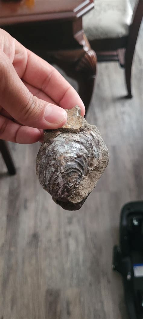 Clam Fossil R Fossilid