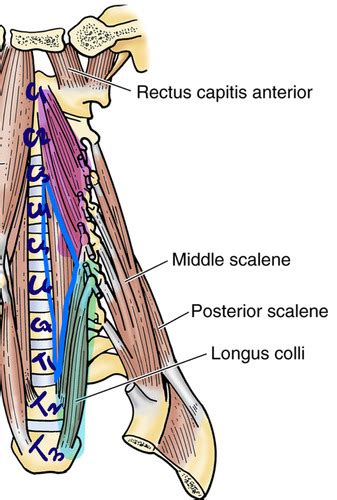 Spinal Bio Final Review Flashcards Quizlet