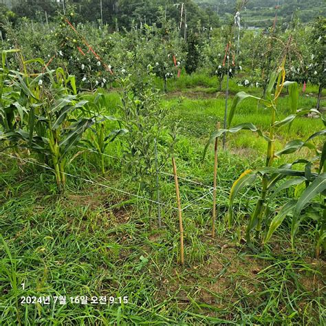 제초작업 여름인데 시원하게 Youtube